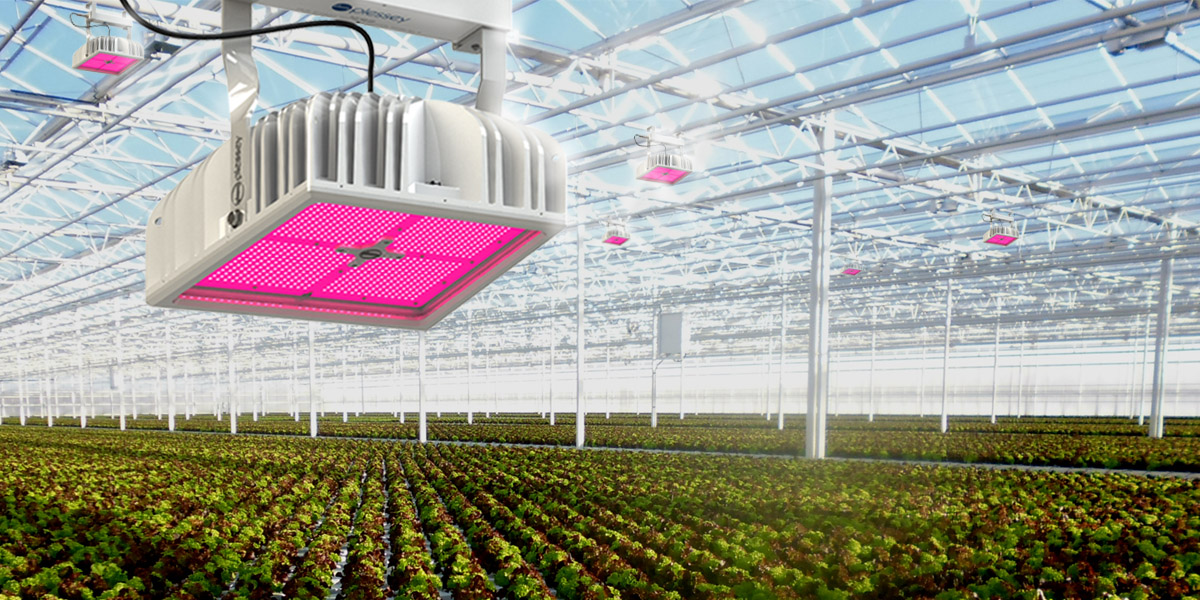 5 Reasons to Choose the Hyperion LED Grow Light
